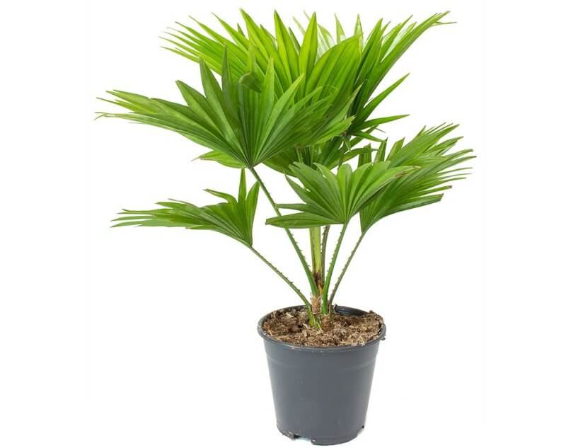 Table/Umbrella Palm - Indoor Plants– Exotic Flora