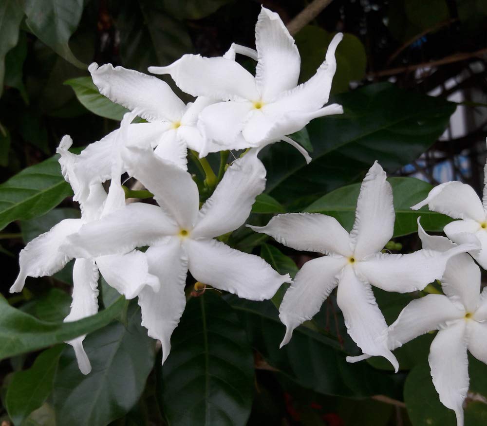 Tagar wheel star - Flowering Shrubs– Exotic Flora