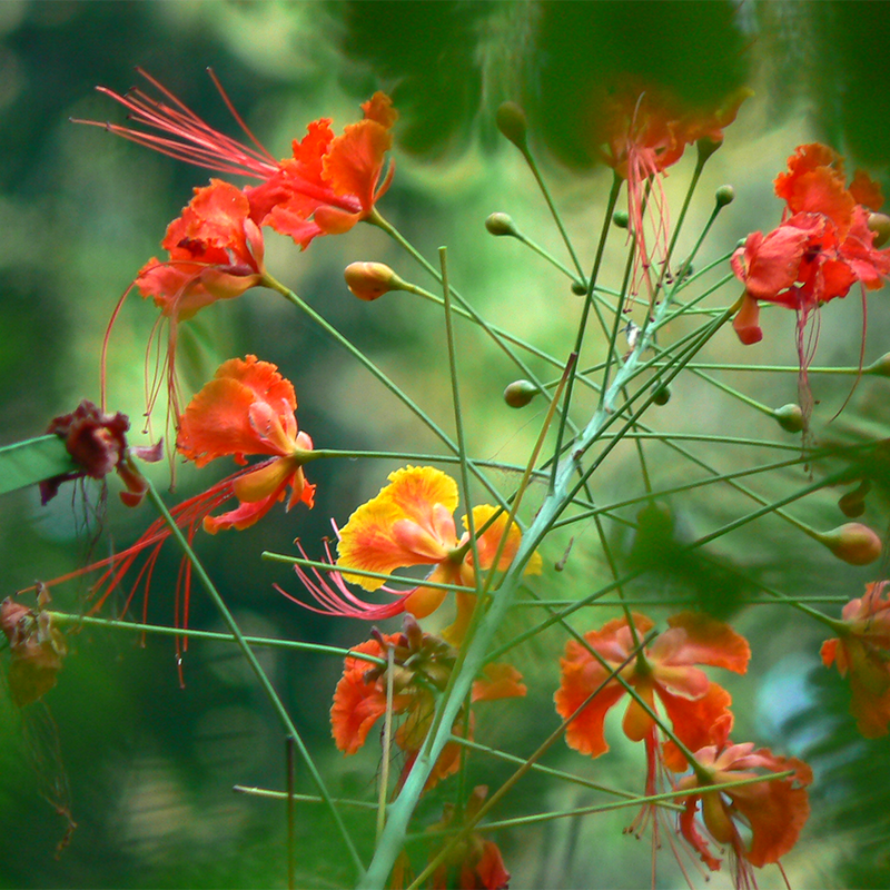 Caesalpinia/Shankasur Red - Flowering Shrubs– Exotic Flora