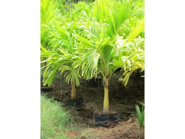 Veitchia Merreilii Golden - Palms– Exotic Flora