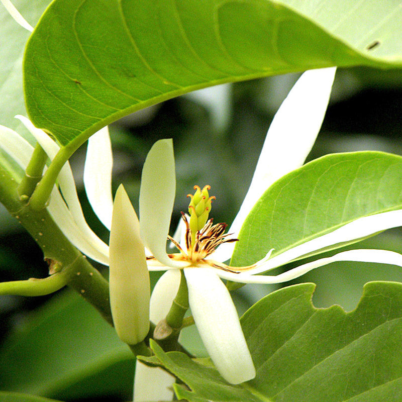 White Champa - Big Size Plants– Exotic Flora