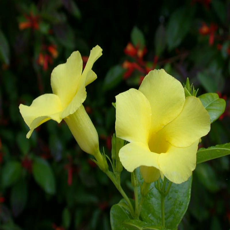 Allamanda Yellow/Wild Allamanda - Creepers & Climbers– Exotic Flora