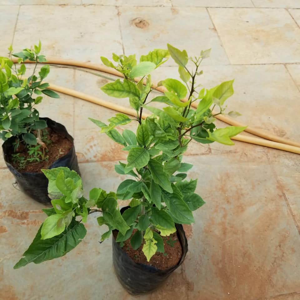 Yeak Bilva/Single Leaf Bael - Plants– Exotic Flora